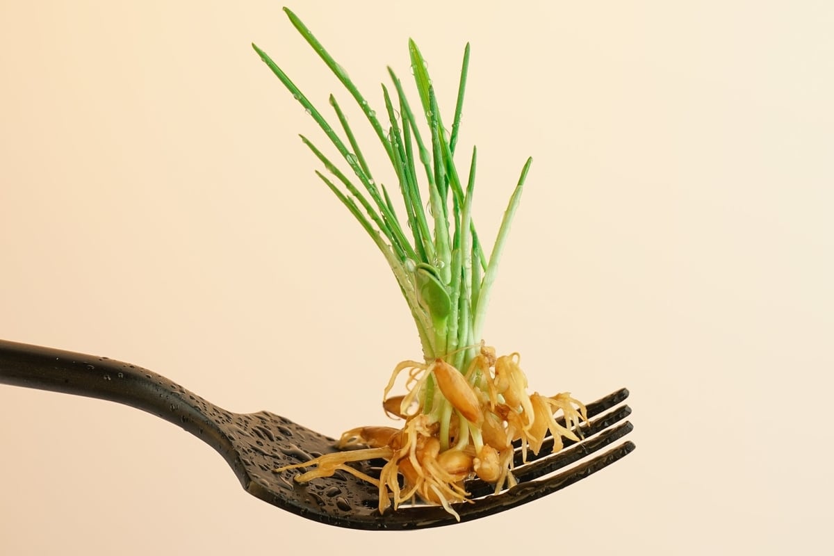 Can You Eat Grass to Survive? (And What It Tastes Like) - Survival Freedom