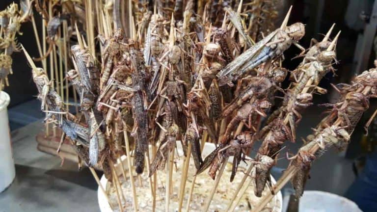 Can You Eat Grasshoppers for Survival? | What to Know - Survival Freedom