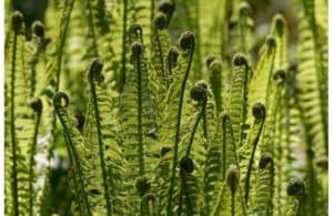 How to Identify, Cook, and Eat Edible Ferns | The Best Way - Survival ...