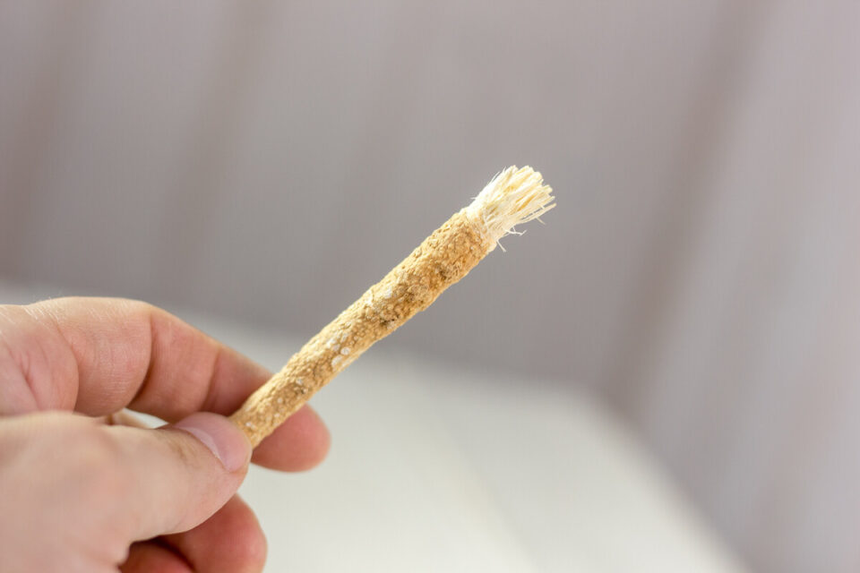 How to Brush Your Teeth in the Wilderness (4 Methods) - Survival Freedom