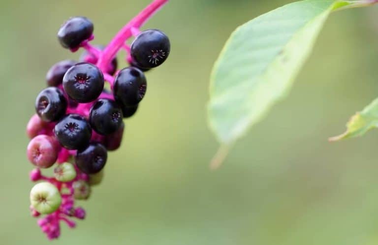 11 Common Non-Edible Plants to Avoid in the Wild (With Pictures ...