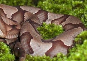 How to Identify A Baby Copperhead Snake – 10 Key Features - Survival ...