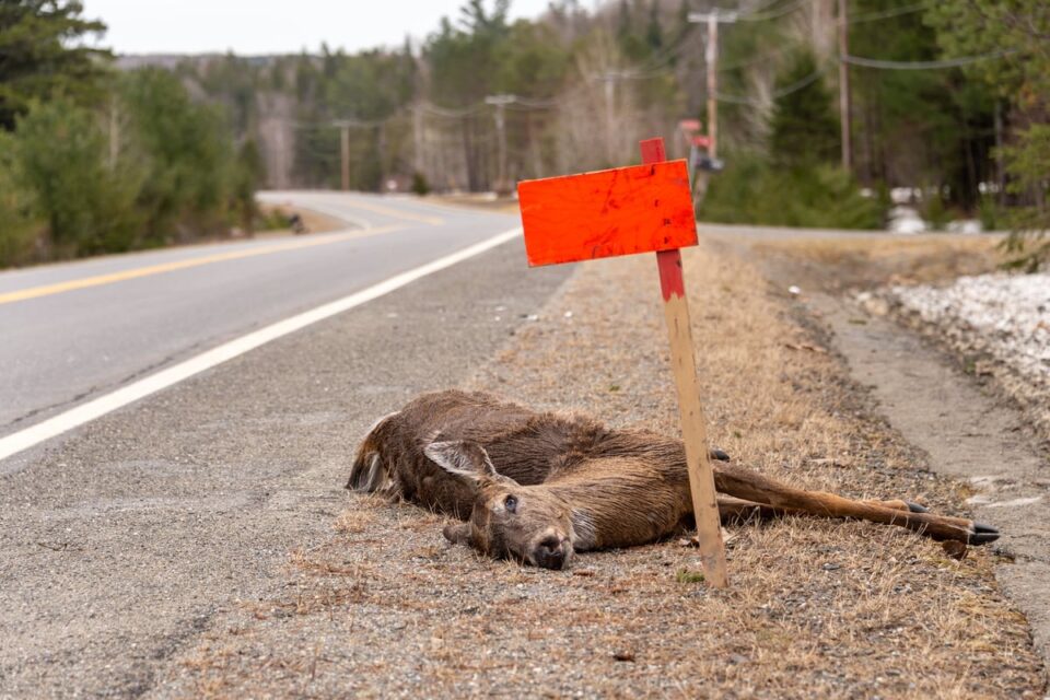 Is It Safe to Eat a Deer Hit by a Car? | 8 Things to Consider ...