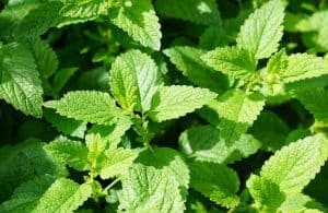 Are Mint Leaves Edible and Is It Safe to Eat Them? - Survival Freedom
