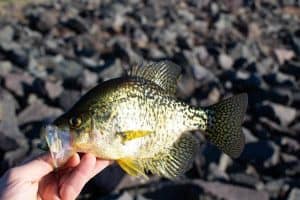 The 4 Best Tasting Types of Panfish - Survival Freedom