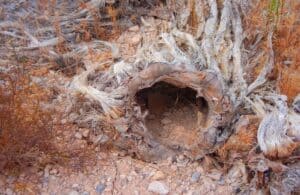 What’s a Fox Den Look Like? (How to Find One) - Survival Freedom