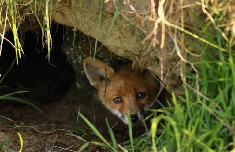 What’s a Fox Den Look Like? (How to Find One) - Survival Freedom