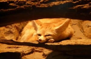 What’s a Fox Den Look Like? (How to Find One) - Survival Freedom