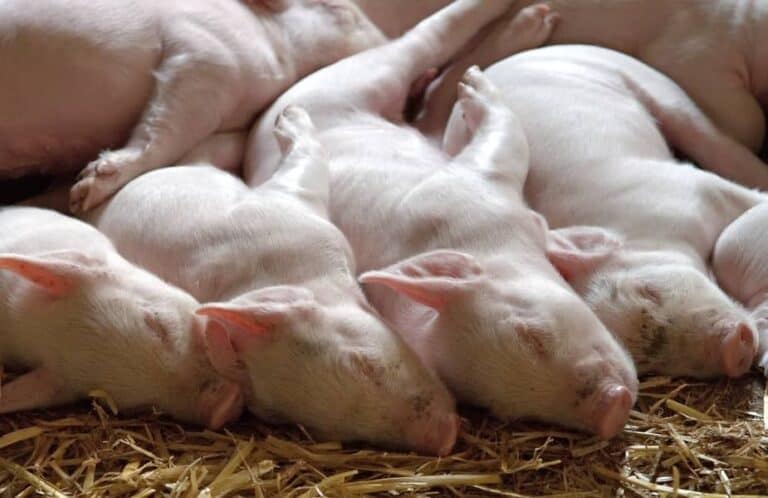 How Much Does a Piglet Cost? (And the Best Breeds to Raise) - Survival ...