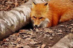 What Is the Most Dangerous Fox? (To Animals and Humans) - Survival Freedom