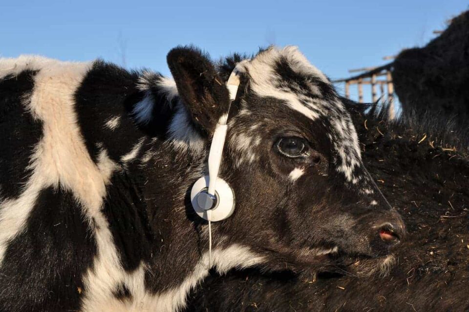 Do Animals Like Music? (And How They Are Affected by It) - Survival Freedom
