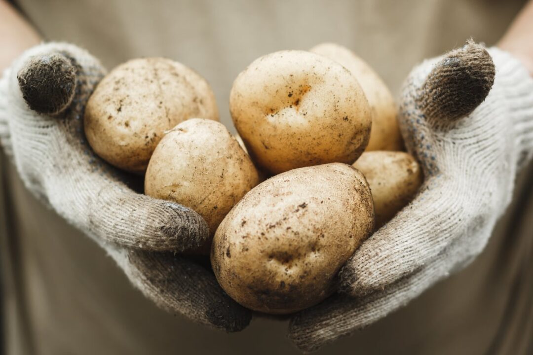 The 5 Best Ways To Preserve Potatoes (By a 50-Year Canner) - Survival ...