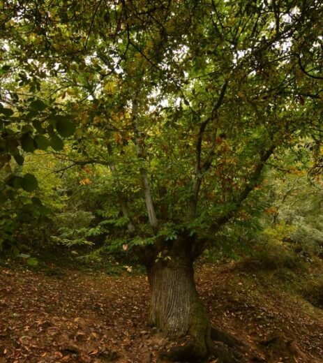 The 6 Best Types of Wood for Making a Staff - Survival Freedom