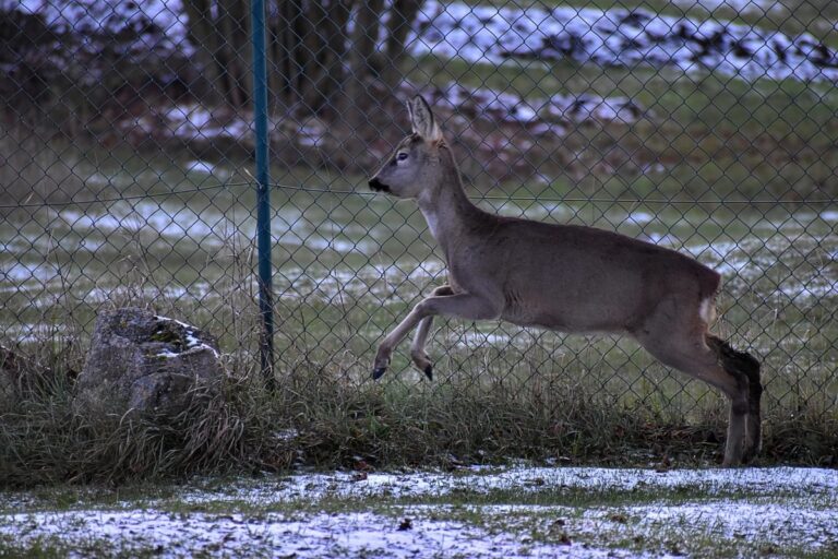 Can You Shoot a Doe? | What You Should Know - Survival Freedom