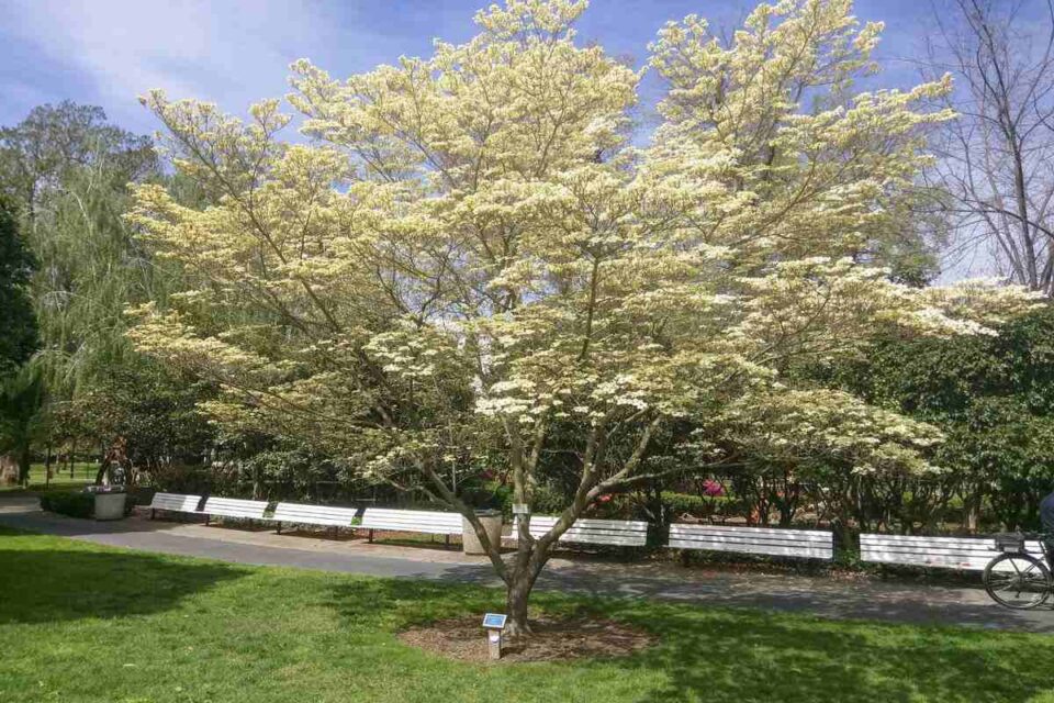 The 8 Best Flowering Trees for Shade - Survival Freedom