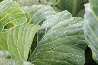 The 9 Best and Most Similar Cabbage Substitutes - Survival Freedom