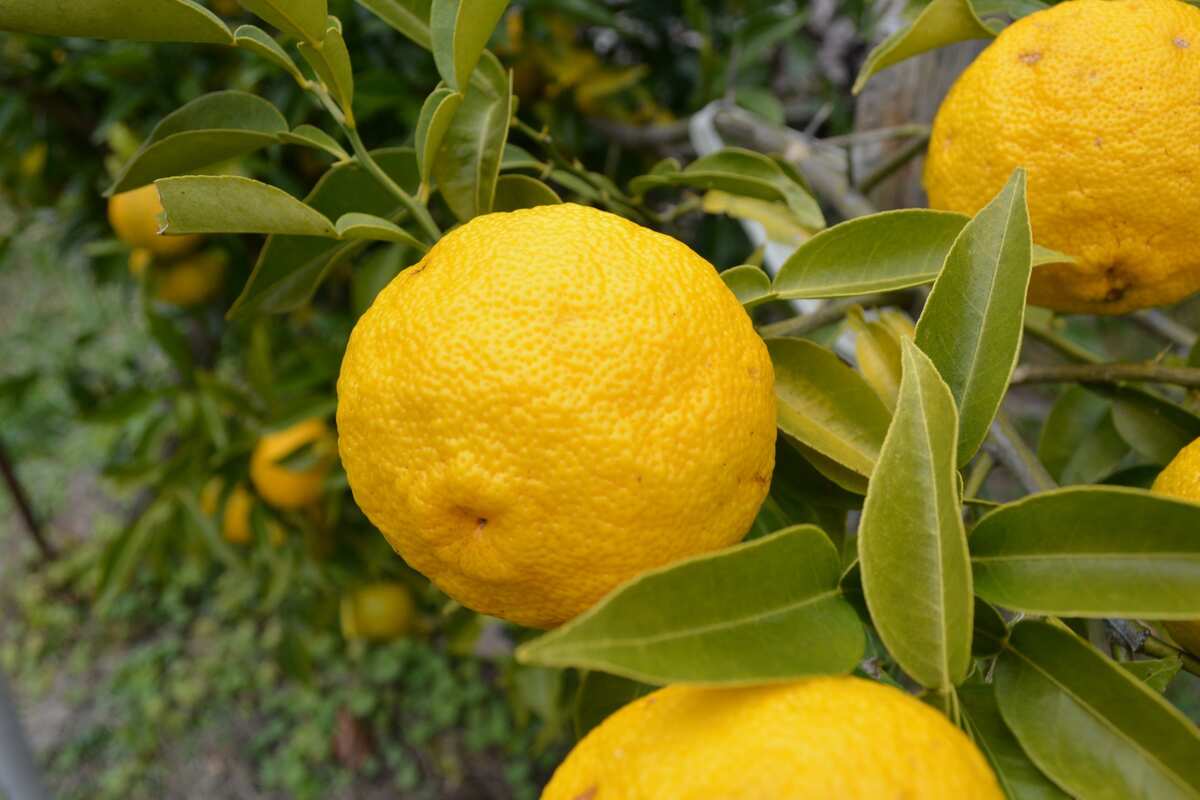 The 9 Best Limoncello Substitutes - Survival Freedom