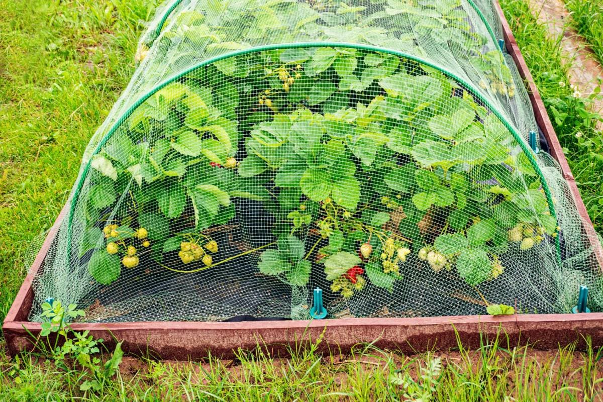 The 8 Best Ways to Keep Chipmunks Out of the Garden - Survival Freedom