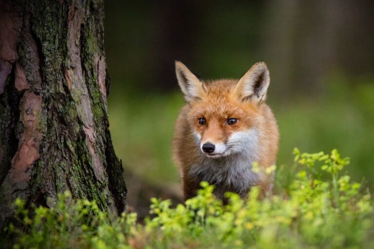 The 12 Best Animals to Hunt With Your .22 Rifle - Survival Freedom