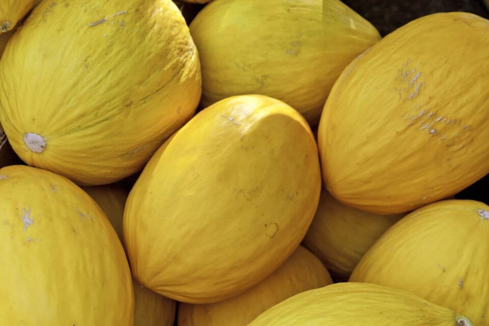 The 4 Best Most Similar Cantaloupe Substitutes - Survival Freedom