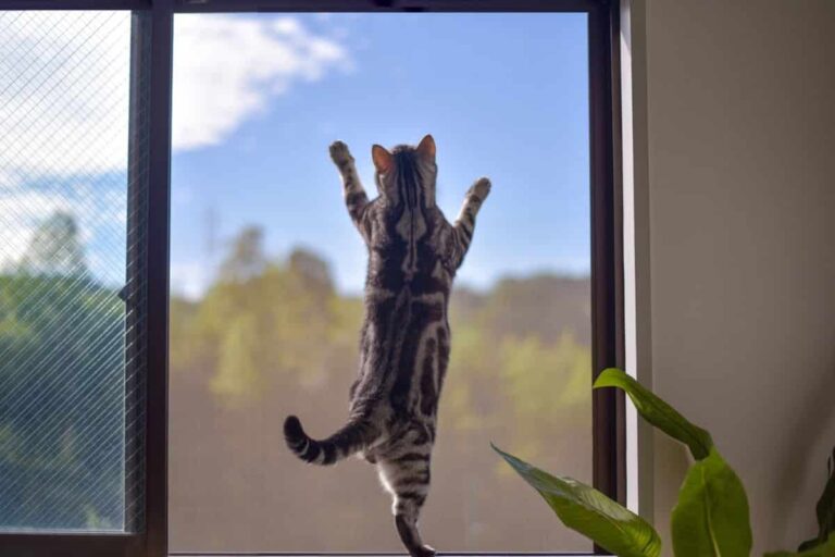 Cat Proofing a Screen Door (Is There Such a Thing?) - Survival Freedom