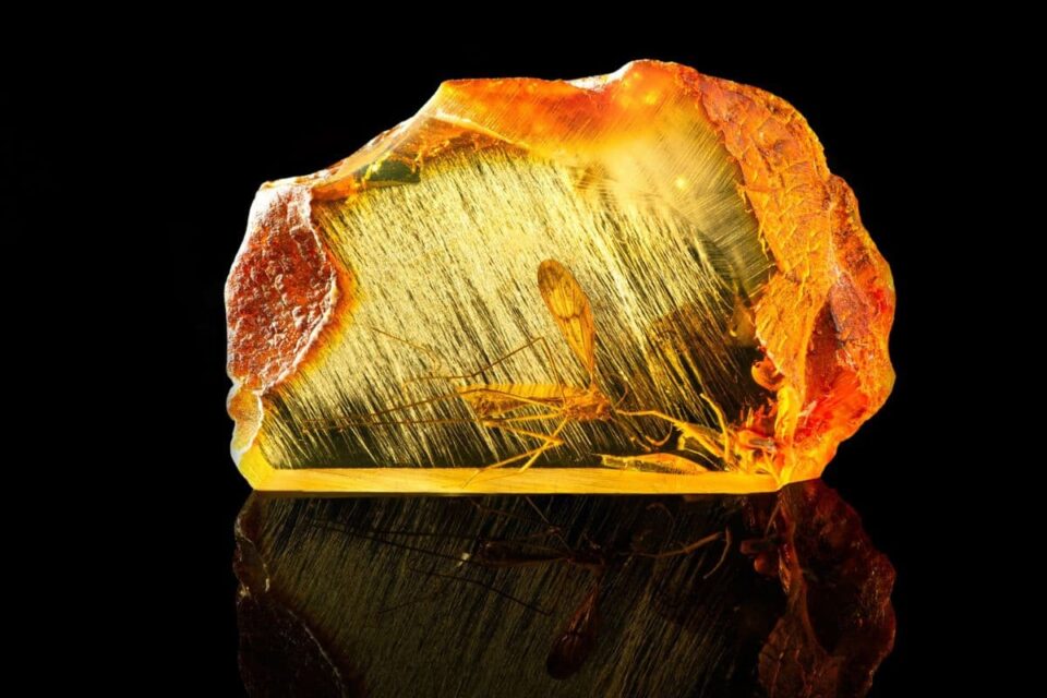 How Much Does Amber Cost? (With Detailed Value Charts) - Survival Freedom