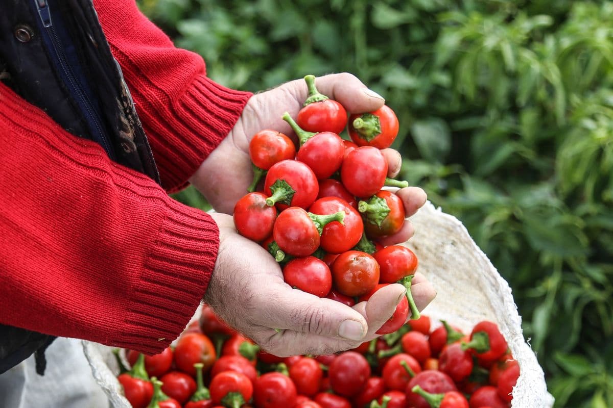 The 6 Best Substitutes for Roasted Red Peppers - Survival Freedom