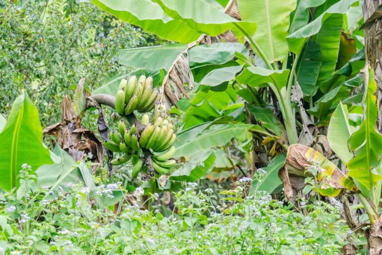 Can You Eat Wild Bananas? | What You Should Know - Survival Freedom