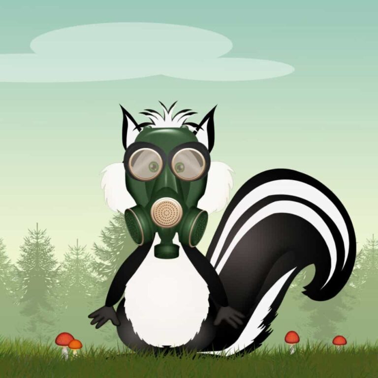 Can You Eat Skunk? | What You Need to Know - Survival Freedom