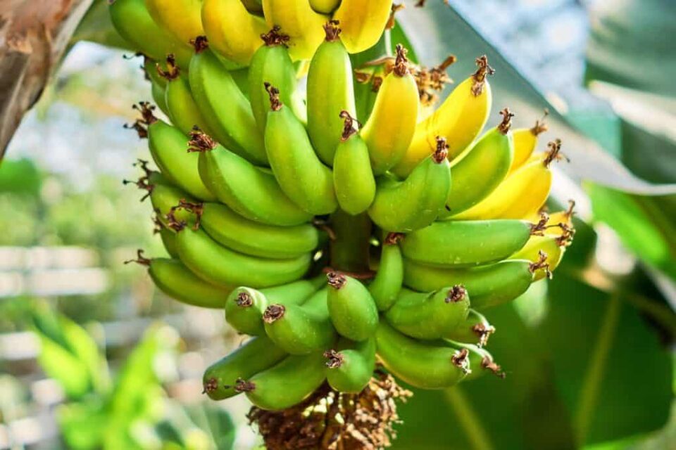 Can You Eat Wild Bananas? | What You Should Know - Survival Freedom