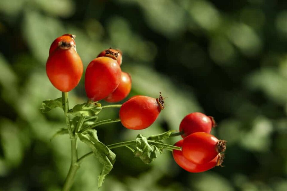 Are Red Berries Edible or Not? | What You Need to Know - Survival Freedom