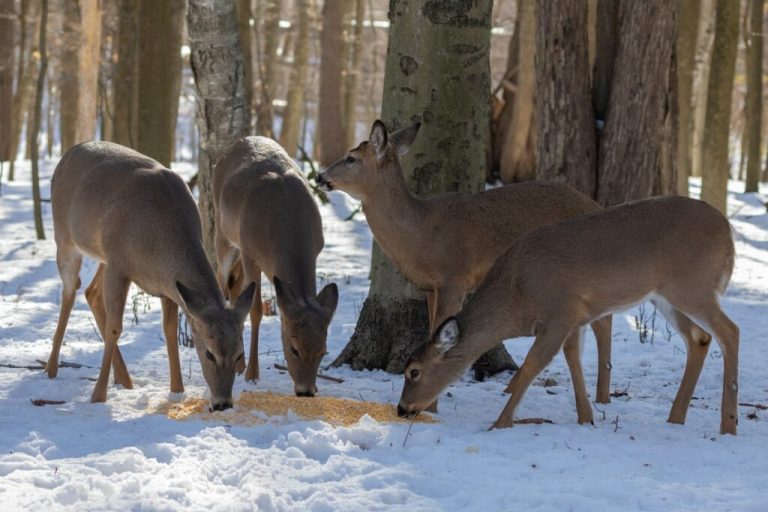 Can You Shoot a Doe? | What You Should Know - Survival Freedom